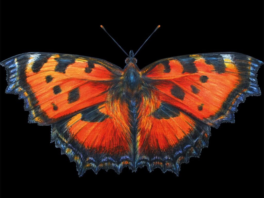 Common Mime - Sandler Art