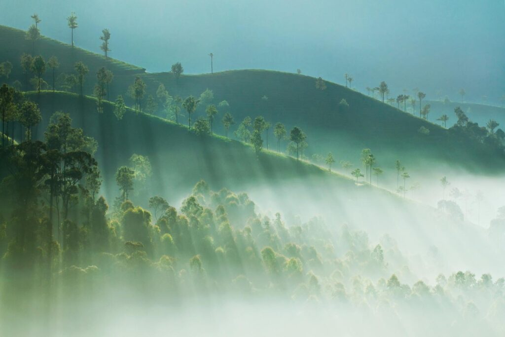 Munnar mist India - Sandler Art