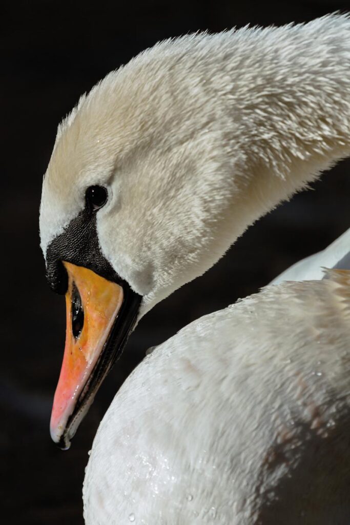 Threatened Swan - Sandler Art