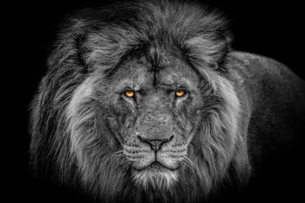 The Lion King - Sandler Art