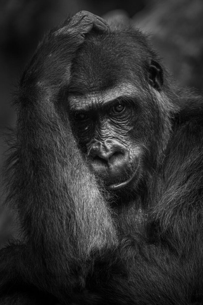 Smart Monkey - Sandler Art