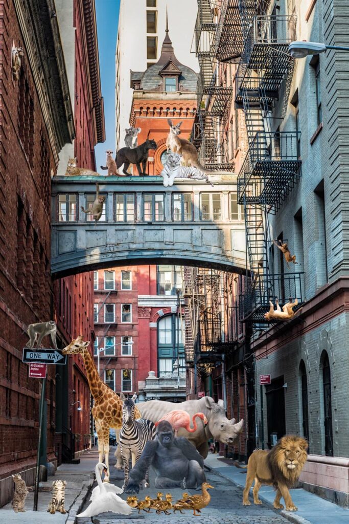 Urban Gorilla II - Sandler Art