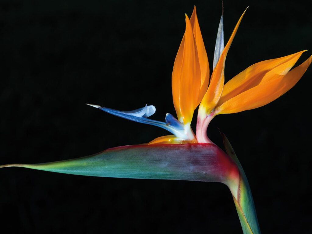 Exploding yellow roses - Sandler Art