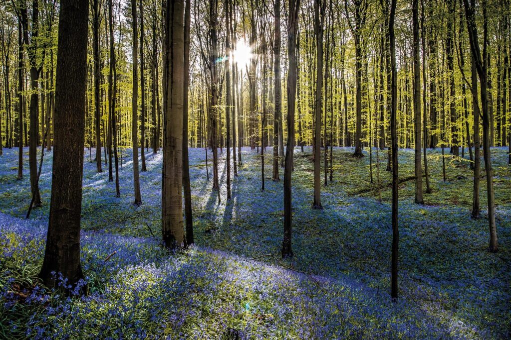 The Fascination of Trees - Sandler Art