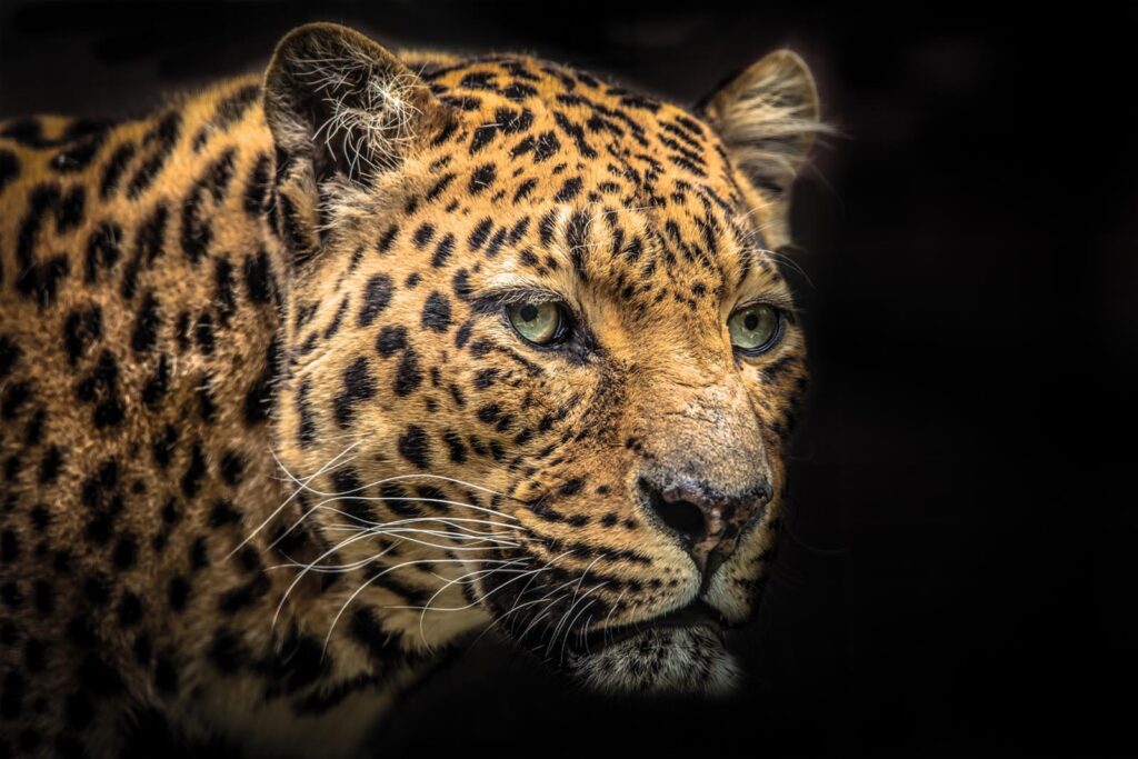 Pop art Leopard - Sandler Art